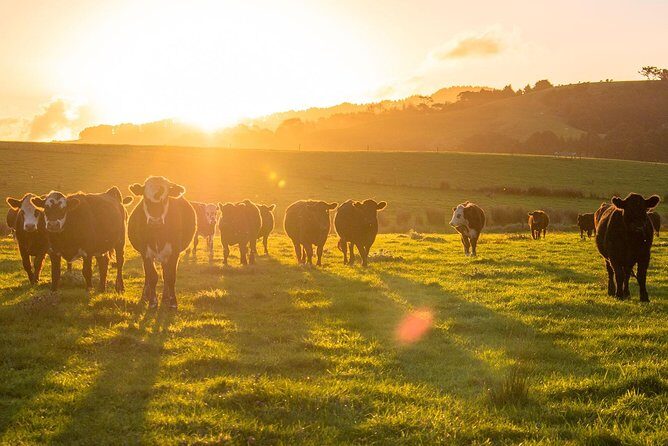 Matakana Riverside Market, Beaches and Winery Tour from Auckland - Frequently Asked Questions