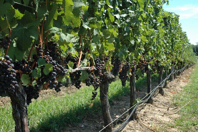 Mattituck New York Guided Farm and Wine Country Bike Tour - FAQ