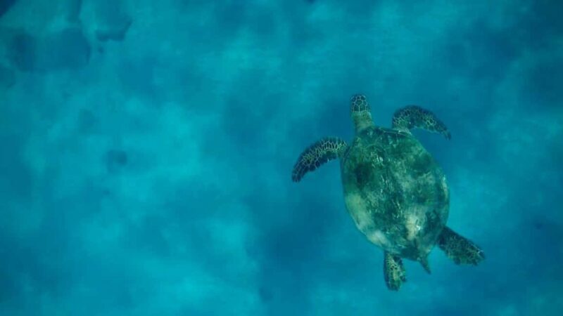 Maui and Lanai: Snorkel and Dolphin Adventure Tour - An In-Depth Look at the Maui and Lanai Snorkel Tour