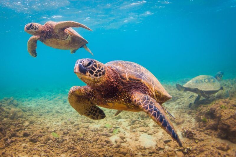 Maui Beach / Shoreline Snorkel - What Is the Maui Beach / Shoreline Snorkel Experience?
