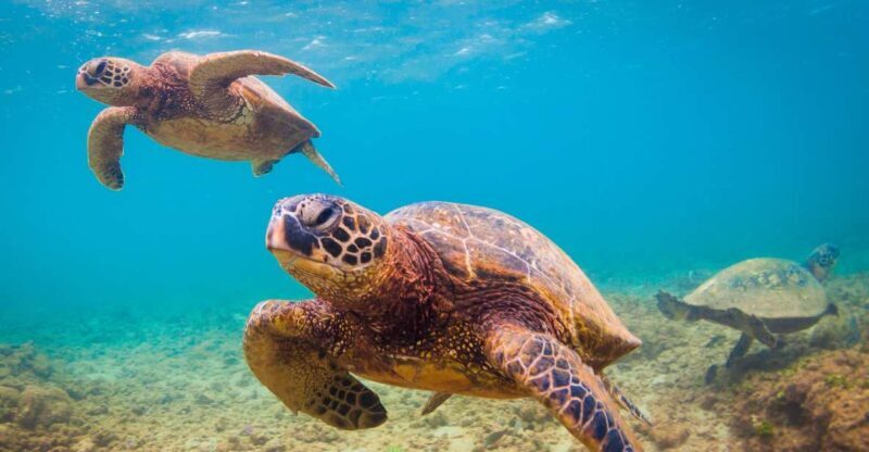 Maui Beach / Shoreline Snorkel - Meeting Point and Logistics