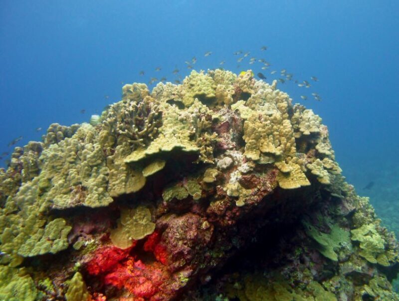 Maui Beach / Shoreline Snorkel - The Experience Itself: What Will You See?