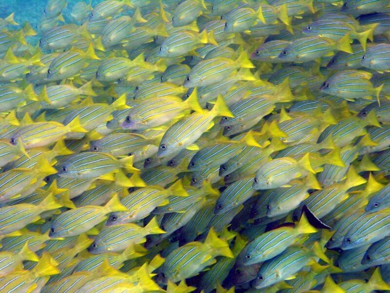 Maui Beach / Shoreline Snorkel - The Cost-Value Relationship