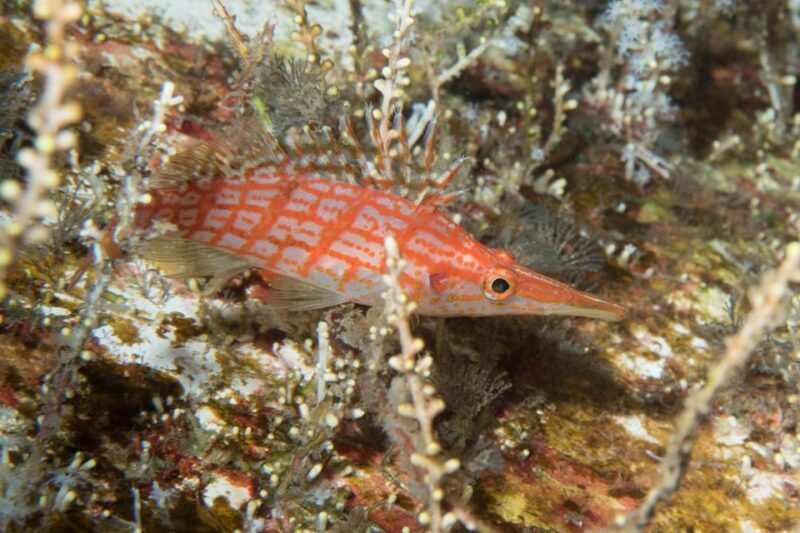 Maui: Beginner Discovery Scuba Dive Excursion from Lahaina - What Makes This Tour Stand Out