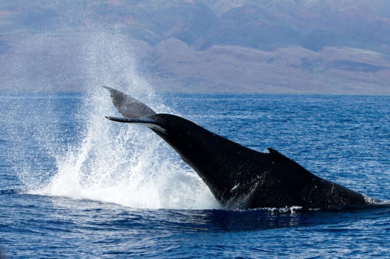 Maui: Deluxe Whale Watch Sail & Lunch from Ma`alaea Harbor - Who Will Love This Tour?
