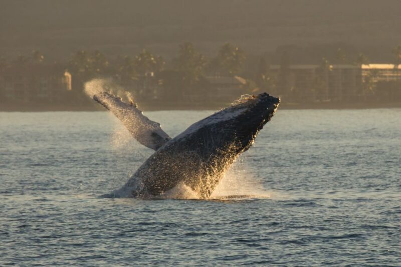 Maui: Deluxe Whale Watch Sail & Lunch from Ma`alaea Harbor - FAQ
