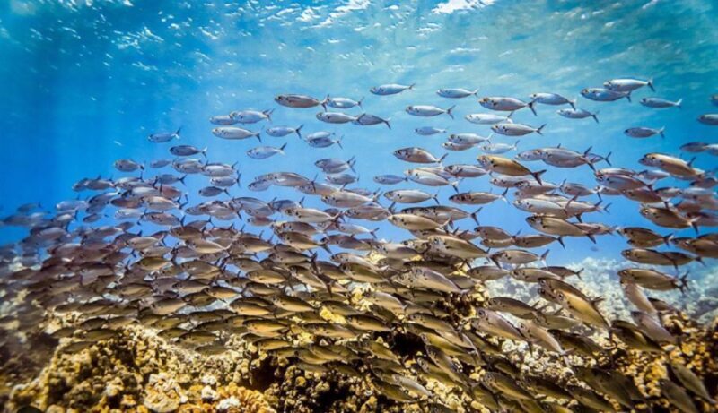 Maui: Kaanapali Beach 5-hr Snorkel w/ BBQ Lunch & Open Bar - The Balance of Adventure and Relaxation