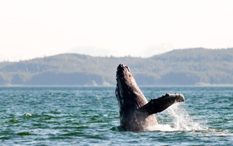 Maui: Luxury Catamaran Whale Watch & Sail - The Experience in Context