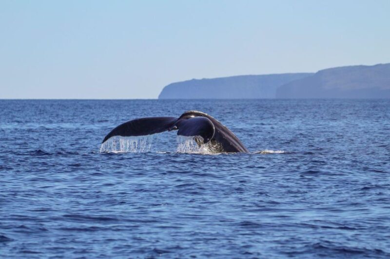 Maui: Luxury Catamaran Whale Watch & Sail - Final Thoughts