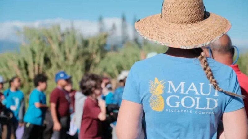 Maui: Pineapple Planting Experience - Key Points