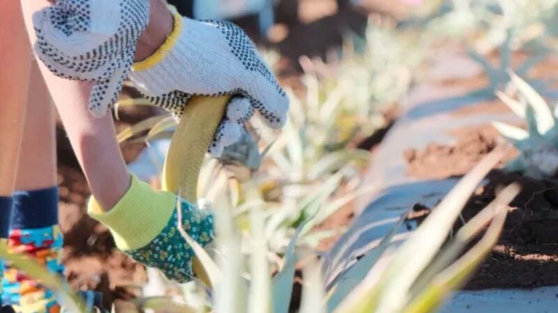 Maui: Pineapple Planting Experience - An In-Depth Look at the Maui Pineapple Planting Experience