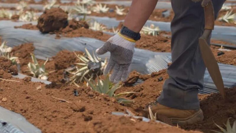 Maui: Pineapple Planting Experience - Why This Tour Works Well