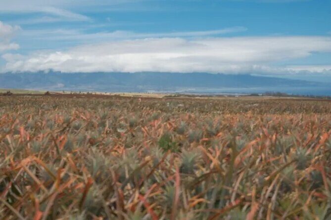 Maui Pineapple Planting Experience - What to Expect from the Maui Pineapple Planting Experience