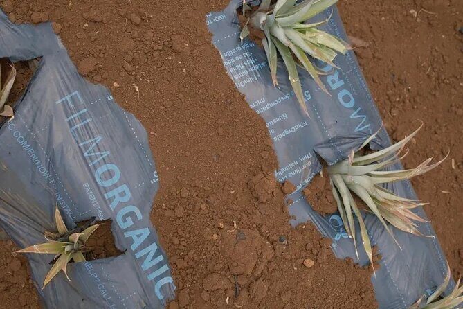 Maui Pineapple Planting Experience - Frequently Asked Questions