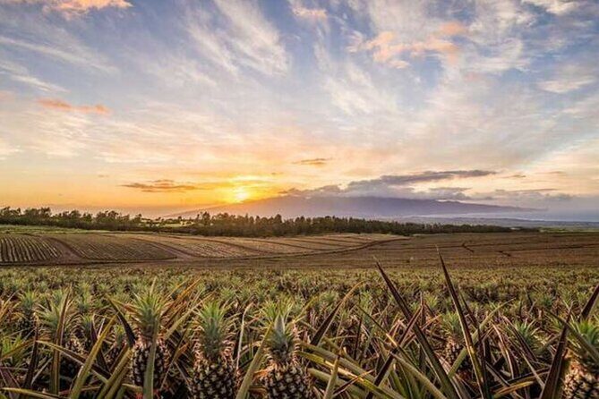 Maui Pineapple Tour: Farm and Feast Experience - What We Love About This Tour