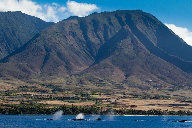 Maui Premium Sunset Dinner Cruise & Whale Watch - Value for Money: Is it Worth It?