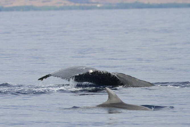 Maui Premium Sunset Dinner Cruise & Whale Watch - Practical Tips for Travelers