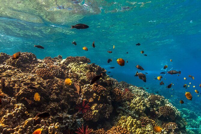 Maui Snorkel and Sunset Sail - FAQs