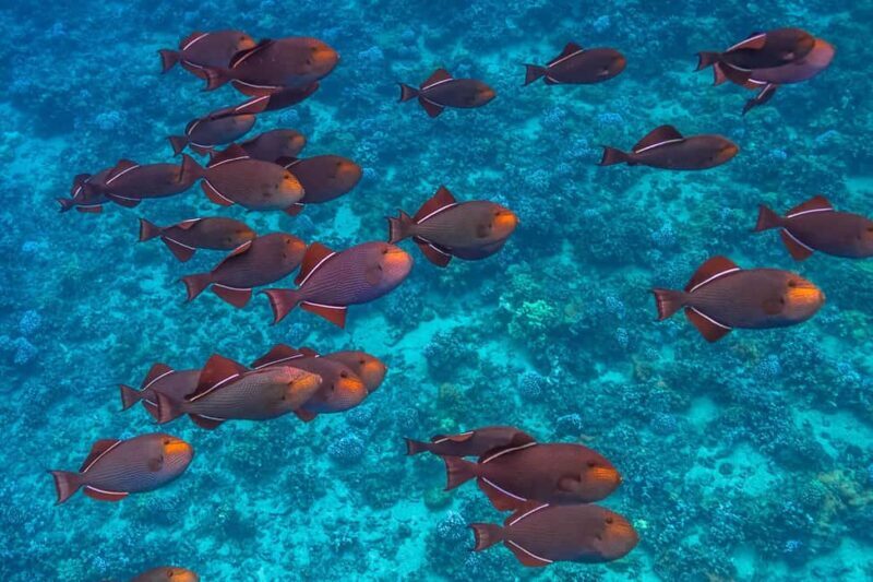 Maui: Snorkel and Sunset Sail with Water Slide - The Sum Up