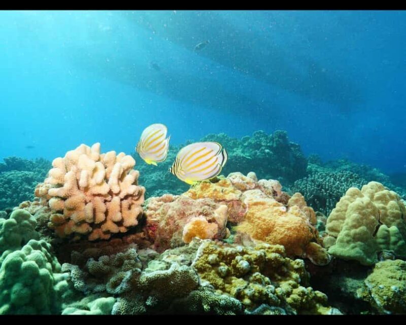 Maui: Snorkel Tour to Coral Gardens - Introduction