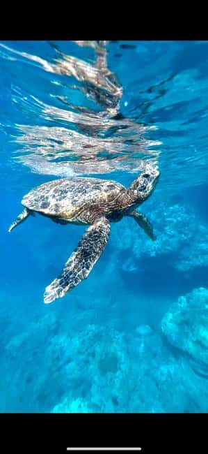 Maui: Snorkel with Turtles and Picnic Tour - Key Points