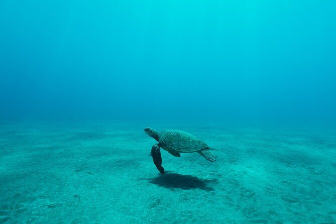 Maui Snorkeling Boat Tour to Turtle Town Aboard Quicksilver - Who Is This Tour Best For?