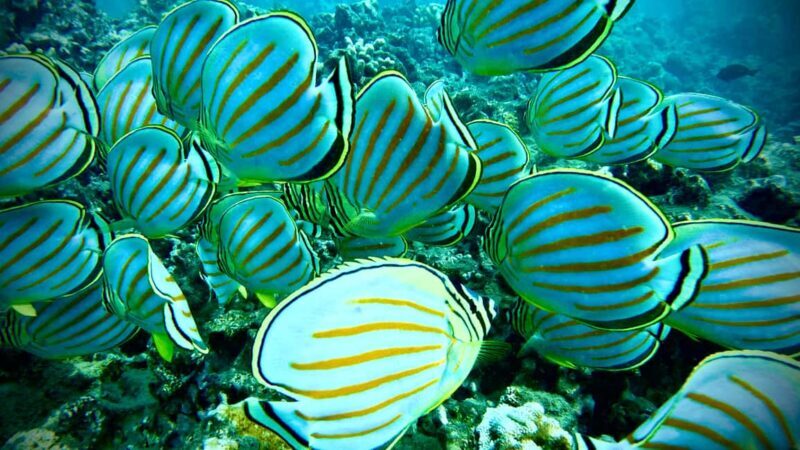 Maui: Turtle Town Snorkeling Tour with a Marine Biologist - What to Expect from the Maui Turtle Town Snorkeling Tour