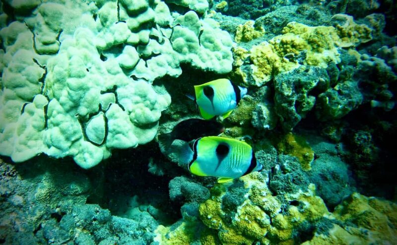 Maui: Turtle Town Snorkeling Tour with a Marine Biologist - The Value of This Experience