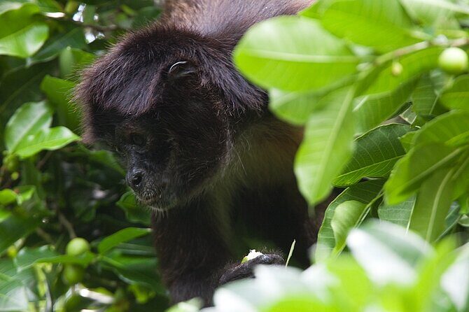 Mayan Adventure to Coba and Cenote and Punta Laguna from Valladolid - Discovering Coba: The Ancient Mayan City
