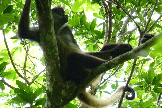 Mayan Adventure to Coba and Cenote and Punta Laguna from Valladolid - Authenticity and Reviewer Insights