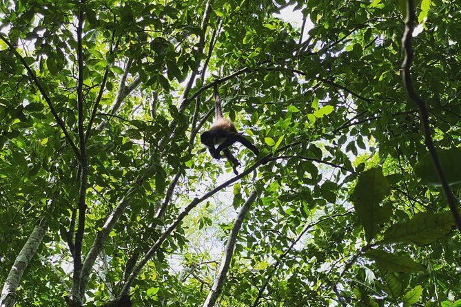 Mayan Jungle Adventure (Private, Full Day) - Exploring the Itinerary in Detail