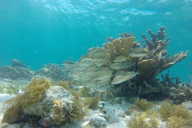 Mayan Jungle Tour Speed Boat Snorkel and Snack - The Sum Up