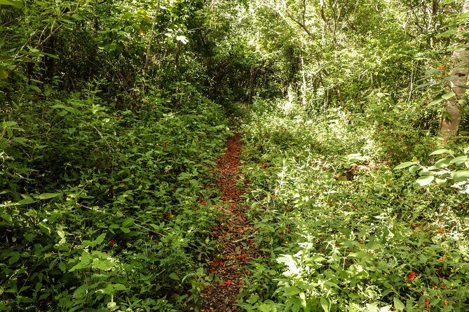 Mayan Trail: Ek Balam, Sacred Cenote and Local Food - Connecting with Local Life in Ek Balam Village and Temozón