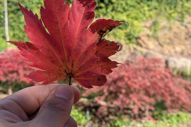 Mayfield Gardens Autumn Tour from Sydney with Echo Point Stop - Who Should Consider This Tour?