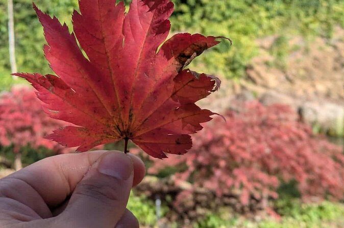 Mayfield Gardens Autumn Tour from Sydney with Echo Point Stop - FAQ
