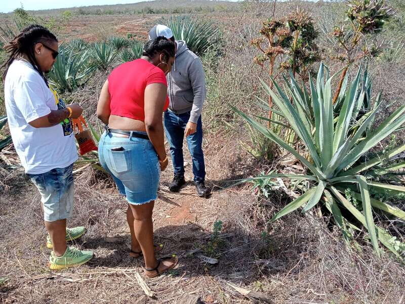 Mazatlan: Mezcal Factory Tour with Tasting and Lunch - Who Should Book This Tour?