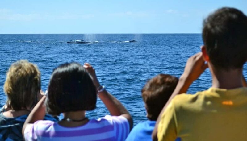 Mazatlán: Whale-Watching Boat Tour with Marine Experts - The Unmatched Value of a Whale-Watching Tour with Marine Experts