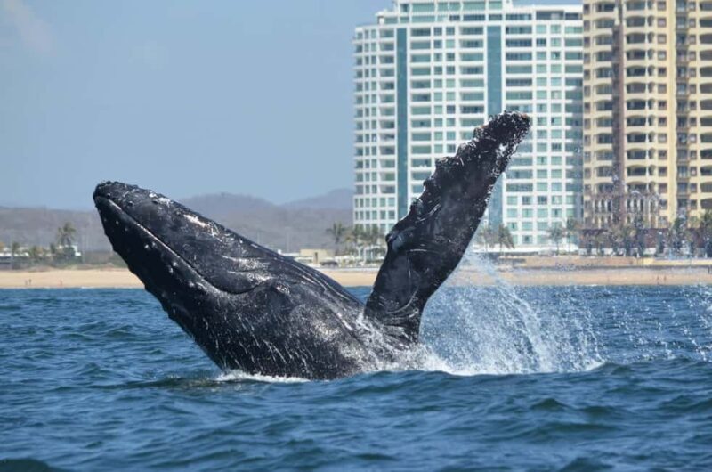 Mazatlán: Whale-Watching Boat Tour with Marine Experts - The Practical Details