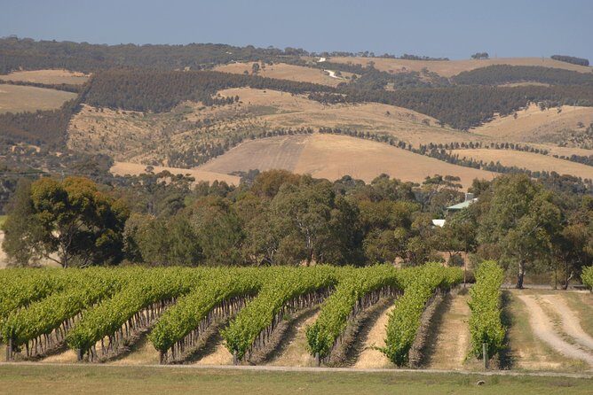 McLaren Vale and Glenelg Wine Tasting and Sightseeing (Half-day Afternoon) - FAQs