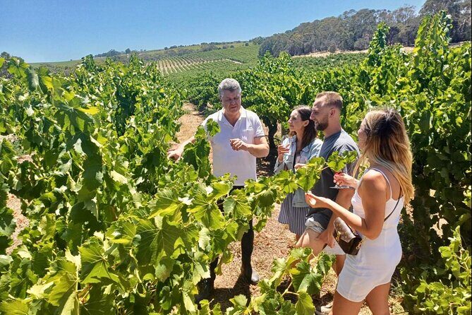 McLaren Vale Small Group Wine Tour inc d'Arenberg Cube & lunch - Key Points