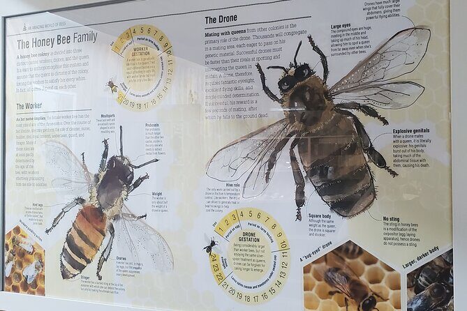 Mead and Honey Tasting Experience - FAQ