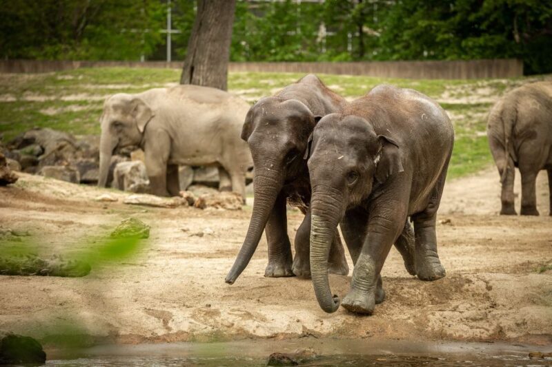 Mechelen: Planckendael ZOO Entry Ticket - An In-Depth Look at What You Can Expect