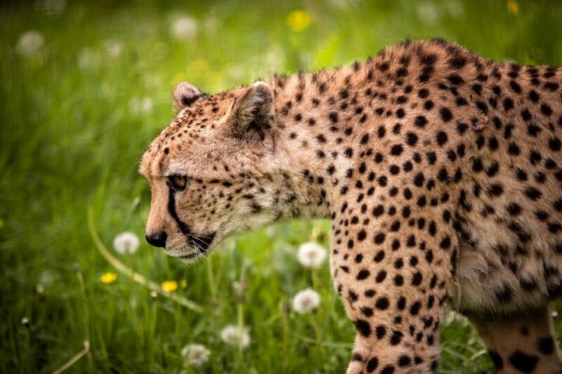 Mechelen: Planckendael ZOO Entry Ticket - Who Will Love This Experience?