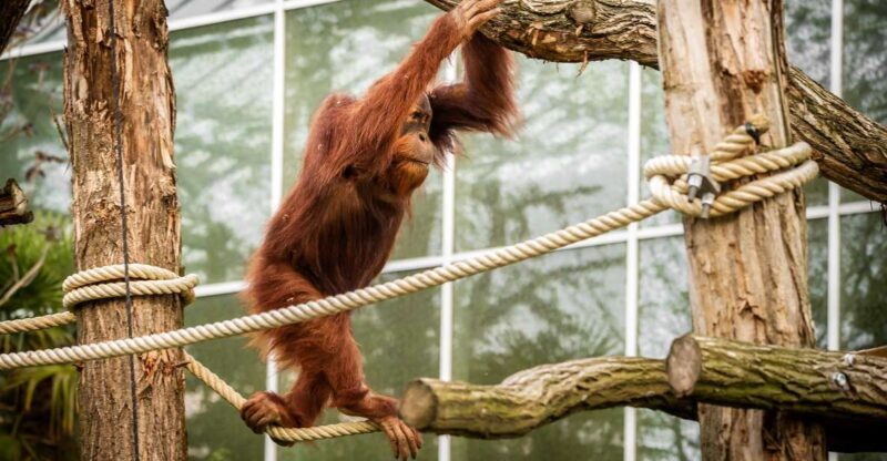 Mechelen: Planckendael ZOO Entry Ticket - Frequently Asked Questions