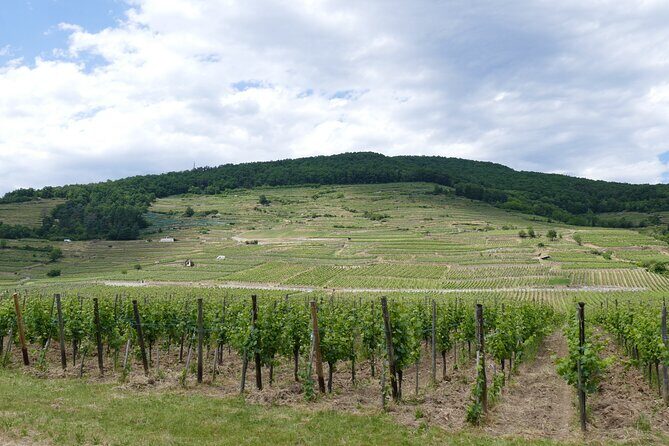 Medieval Alsace and Wine Tasting from Colmar - Introduction: Why This Tour Could Be Your Perfect Alsace Day