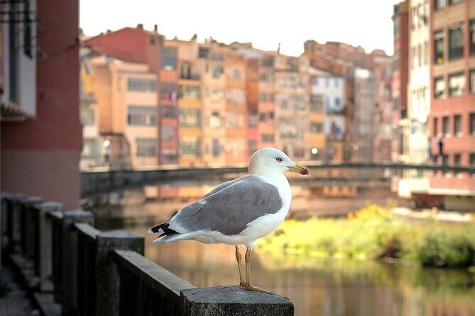 Medieval Girona & Costa Bravas Top BeachUnforgettable Day Trip - Why This Tour Offers Great Value