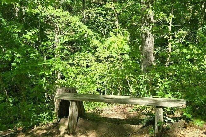 Meditative, Forest Bathing Hike followed by Yoga on the Deck - What to Expect on This Forest Bathing and Yoga Tour  