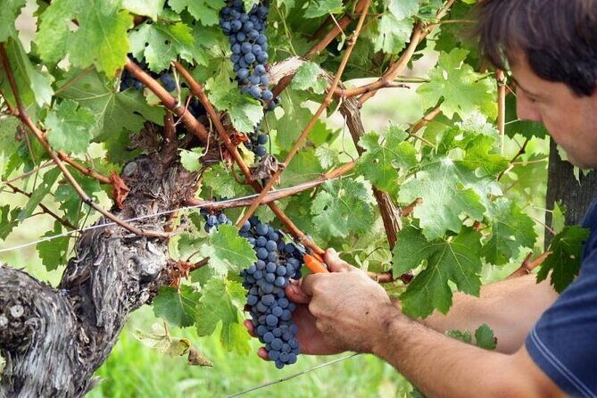 Mediterranean Jewel - Most of Rhodes including Lindos & Old Town - Who Should Consider This Tour?