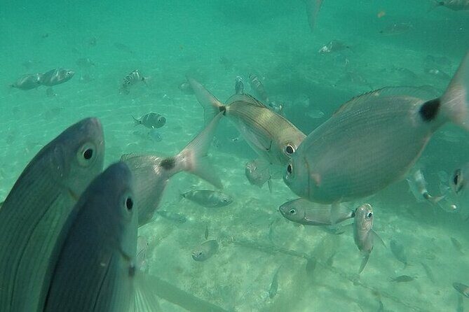 Medulin: Glass Boat Tour Experience to Kamenjak - FAQs