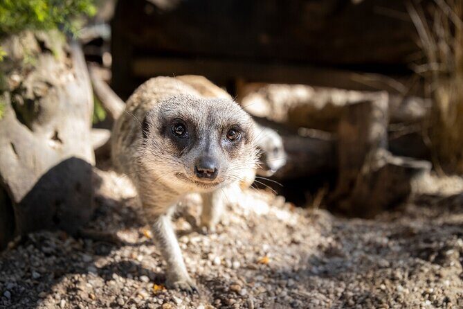 Meerkat Experience at Werribee Open Range Zoo - excl. entry - Meerkat Experience at Werribee Open Range Zoo – excl. entry